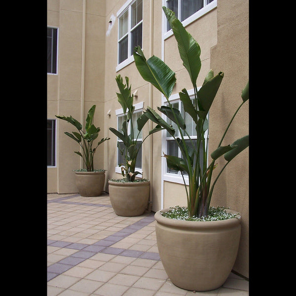 Sunset Pot in Various Sizes - ConcreteCreationsLA